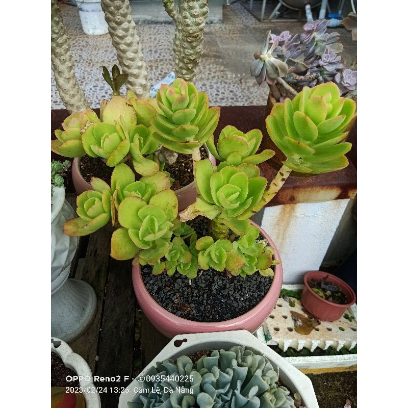 sen đá Bèo Pháp thụ | Shopee Việt Nam