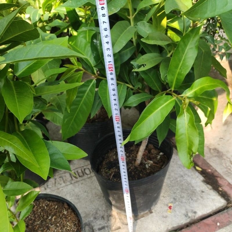 cây lá vối Cleistocalyx operculatus - lá vối nếp pha trà- cây cao khoản ...
