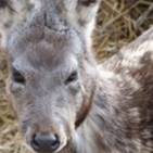 CW WHITE MUSK Accord base (BASE Note) - Perfumery raw material - Nguyên ...