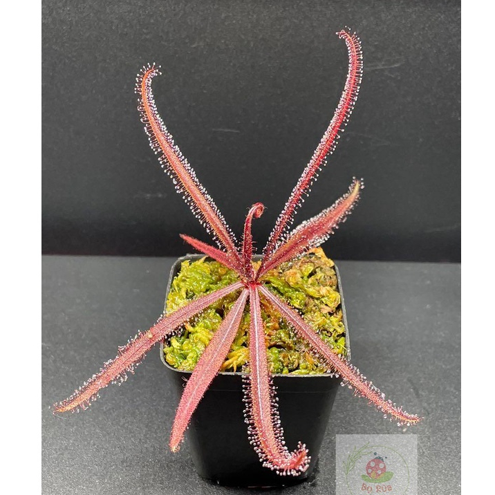 Cây gọng vó Drosera Adelae, cây bắt mồi | Shopee Việt Nam