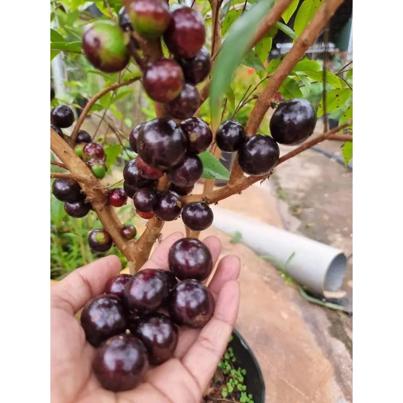 Cây nho thân gỗ tứ quý lá nhỏ ,gần 2 năm tuổi, cao 80-100cm. cho quả ...