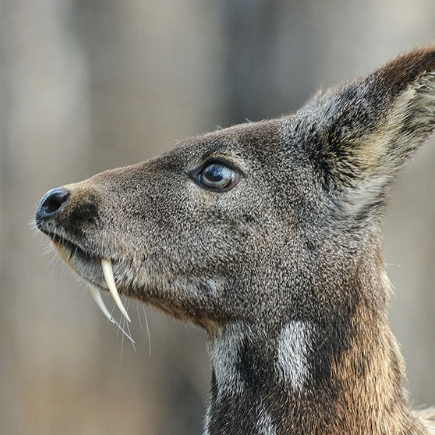 CW MUSK Accord base (BASE Note) - Perfumery raw material - Nguyên liệu ...