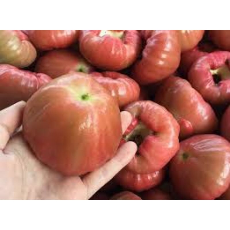 ROI ĐÁ HỒNG - 1 KG | Shopee Việt Nam