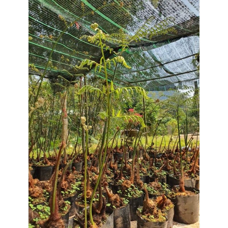 củ cu li to đại chuẩn loại lông vàng | Shopee Việt Nam