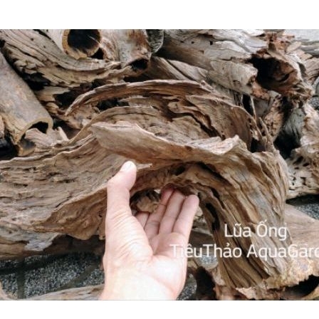 Lũa Săn Đá Ống Rỗng | Setup Layout Hồ Thủy Sinh - Biotop- Hồ Nuôi Pleco ...