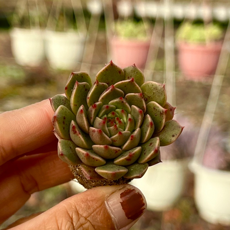 cây sen đá Ruby Xanh size mini 2-2,5cm, cây cảnh trang trí nhà cửa ...