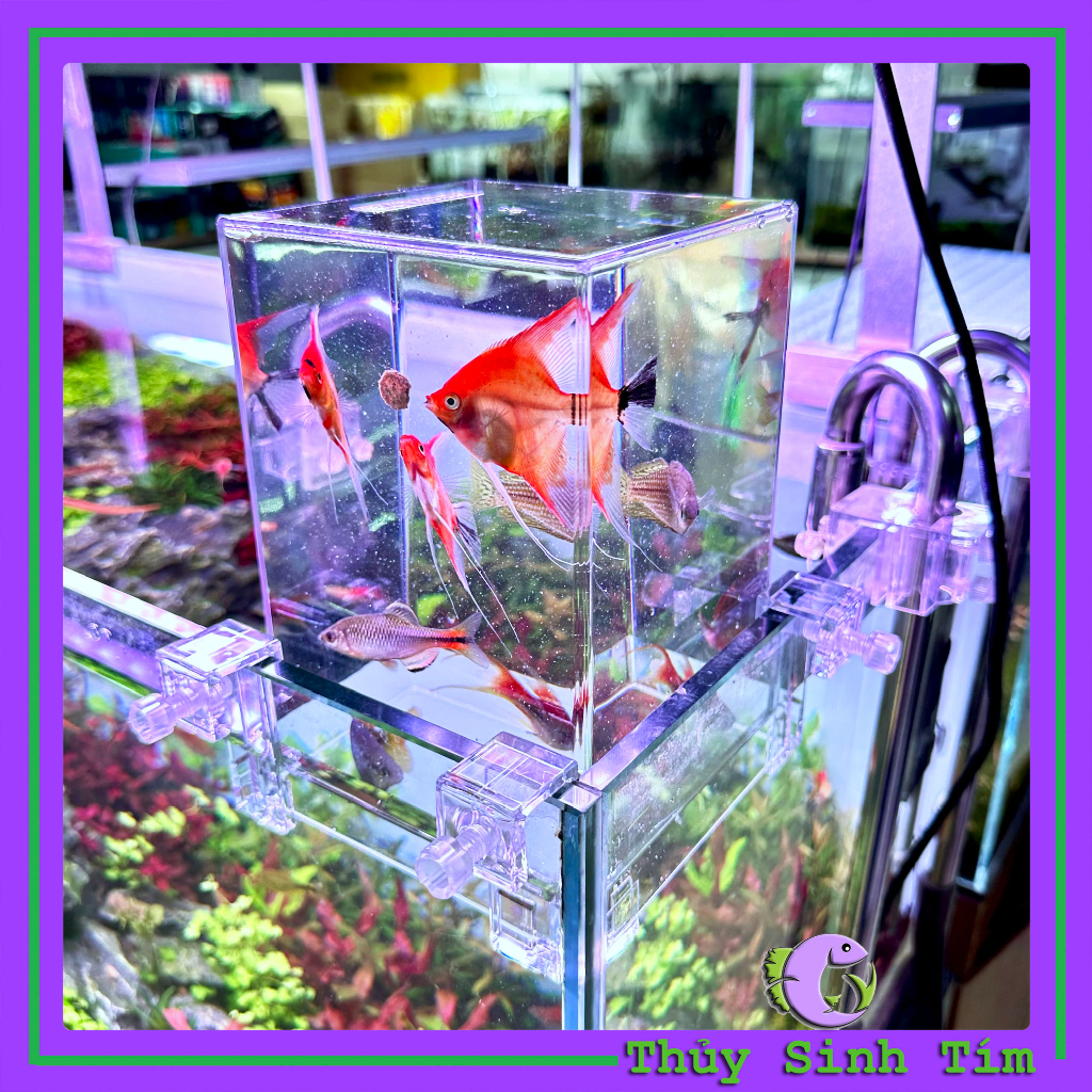 Box Acrylic Úp Ngược Trang Trí Bể Cá | Shopee Việt Nam