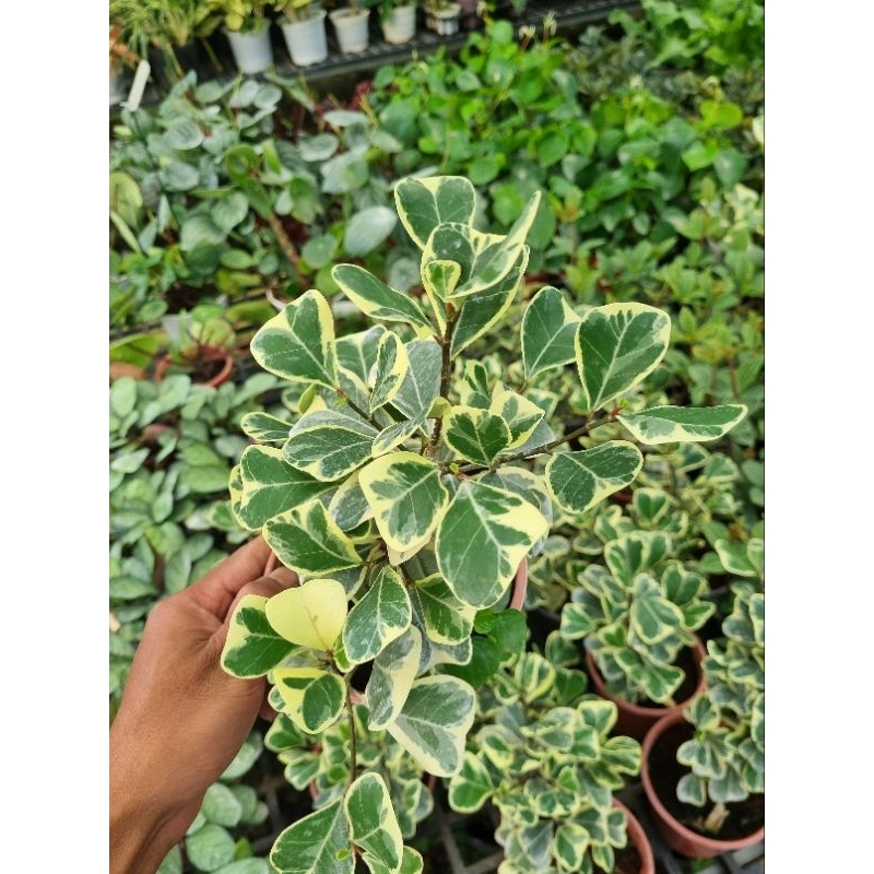Cây bàn cẩm thạch - Ficus triangularis | Shopee Việt Nam