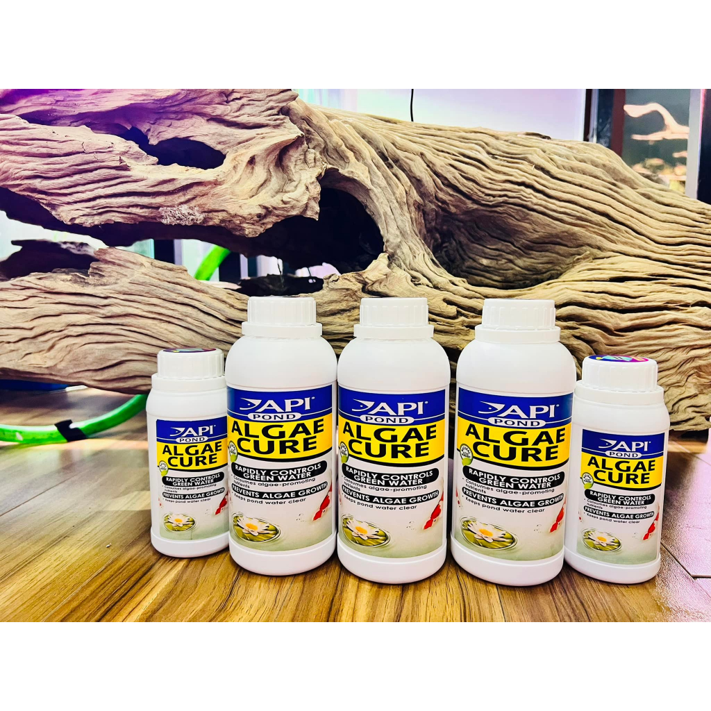 API Algae Cure Pond - Vi sinh ăn tảo Sống và kết tụ mây siêu trong ...