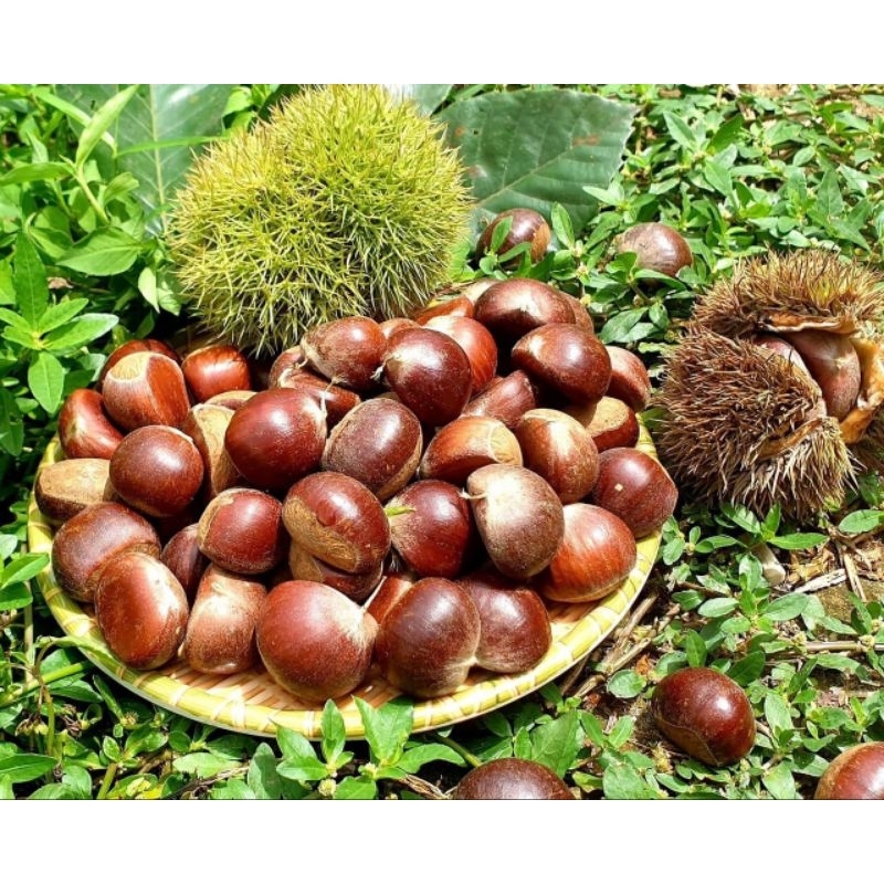 Hạt Dẻ Tươi An Sơn( Túi 01kg) - SP OCCOP ☆☆☆ | Shopee Việt Nam