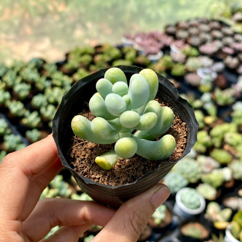 Sen Đá San Hô Size Bầu cây cảnh trang trí SENDABL | Shopee Việt Nam