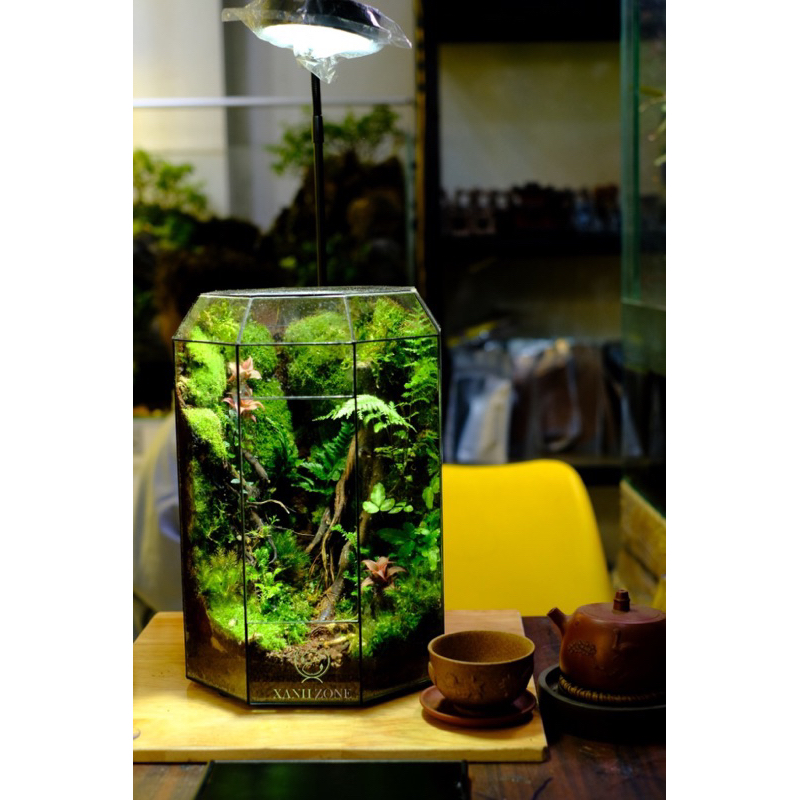 terrarium setup sẵn, bình terrarium setup sẵn, terrarium quà tặng. kèm ...