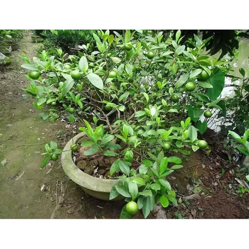 Cây chanh ta ăn quả,ăn lá. | Shopee Việt Nam