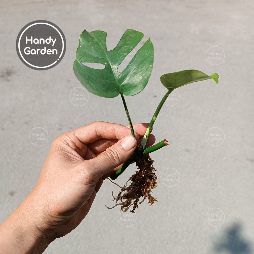 01 Ngọn cây Mini Monstera đã ra rễ lá mới, sẵn sàng vào chậu - 01 Node ...