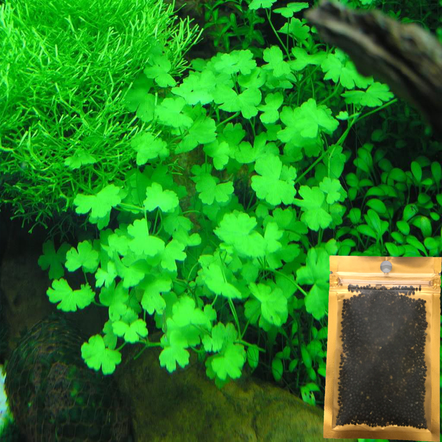 Hạt Giống Cây Thủy Sinh,nảy mầm 100% ( Cỏ Tình Yêu, Cỏ May Mắn,Trân ...