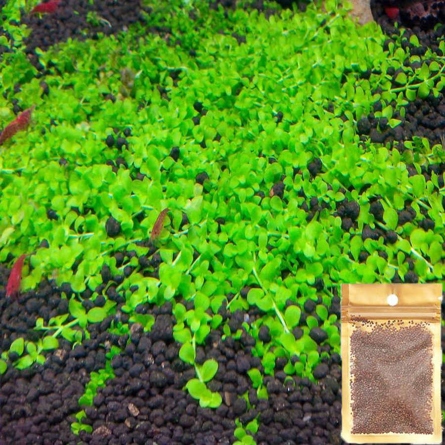 Hạt Giống Cây Thủy Sinh,nảy mầm 100% ( Cỏ Tình Yêu, Cỏ May Mắn,Trân ...