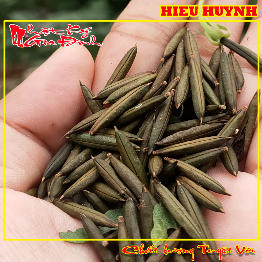 Com Bo 30 Hạt Giống Trái Sâm Đất (Sâm Tanh Tách) Quả To Già Dễ Trồng ...