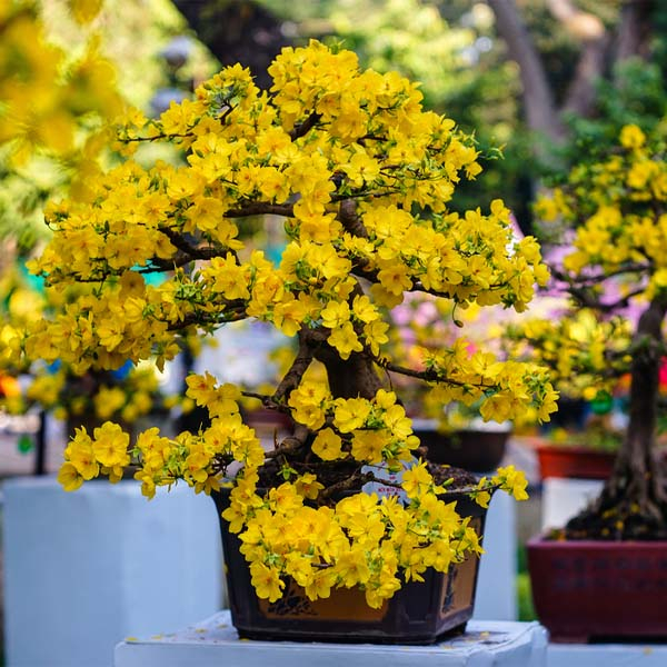 Hạt Giống Cây Mai Hoa Vàng ( Gói 25 Hạt ) -[Hoa to đẹp, Lâu phai - Dễ ...