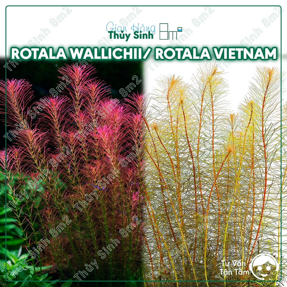 Rotala Vietnam (Việt Nam), Rotala Wallichii | Cây Thủy Sinh Hậu Cảnh, Cắt Cắm | 8m2 | Shopee ...