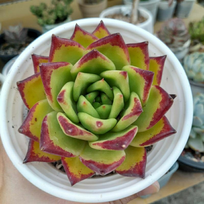 Sen đá đế son môi, 10 cm, hàng nhập Trung | Shopee Việt Nam