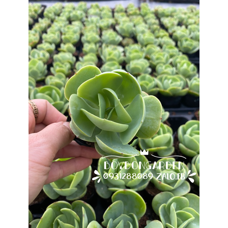 Cây sen đá bèo pháp bèo trứng size 7cm_🌱sen đá thuần vườn boybon ...