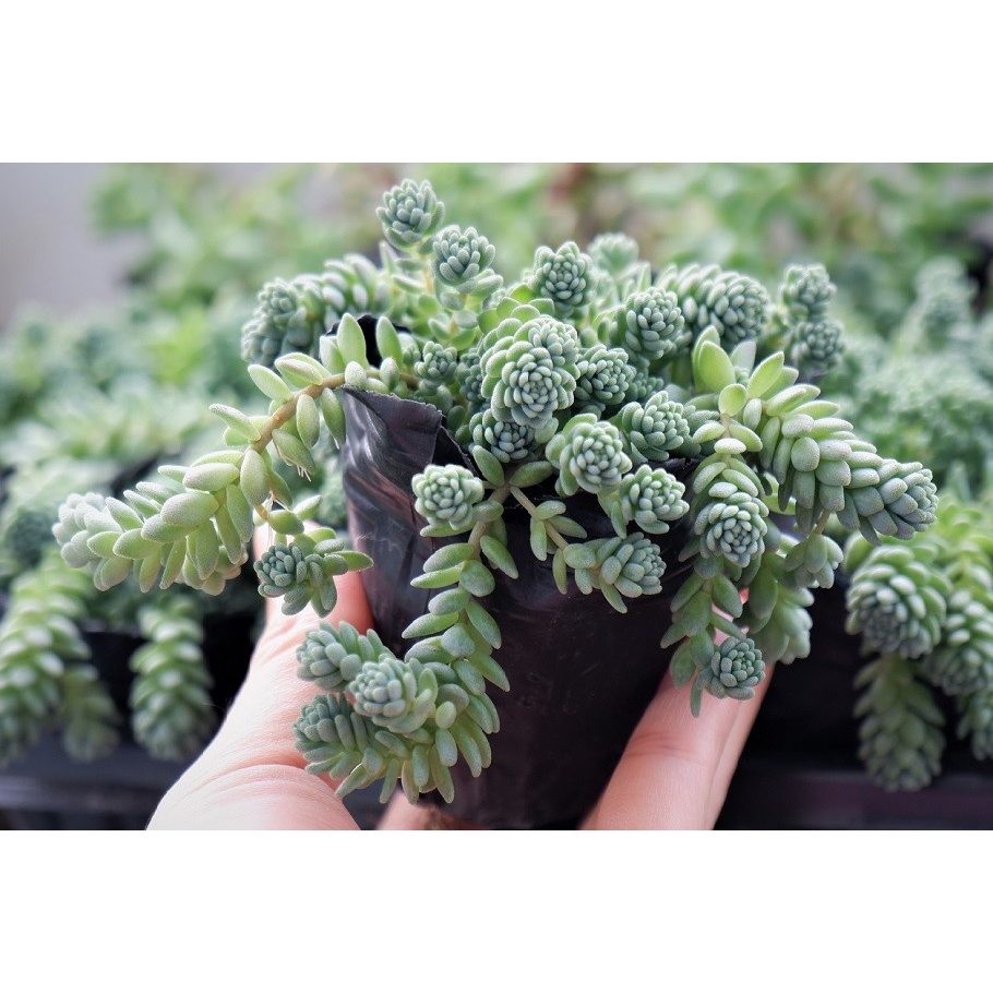 Sen đá sedum hoa hồng | Shopee Việt Nam