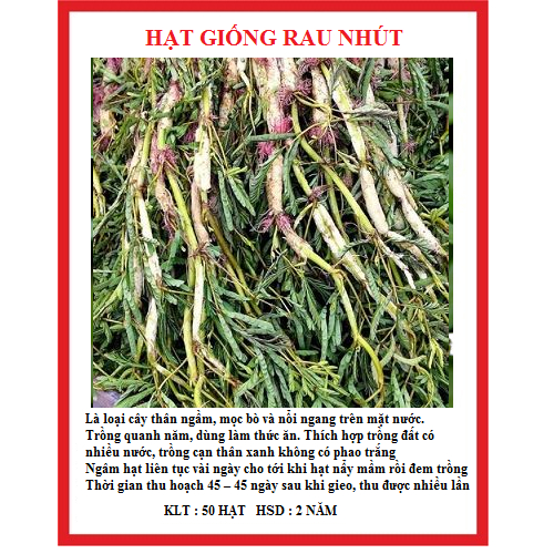 Hạt Giống Rau Nhút Rau Rút Dút - 1gram - hatgiongcaytronggiasi | Shopee ...