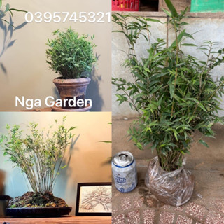 cây trúc cảnh mini giá tốt Tháng 3, 2024 | Mua ngay | Shopee Việt Nam