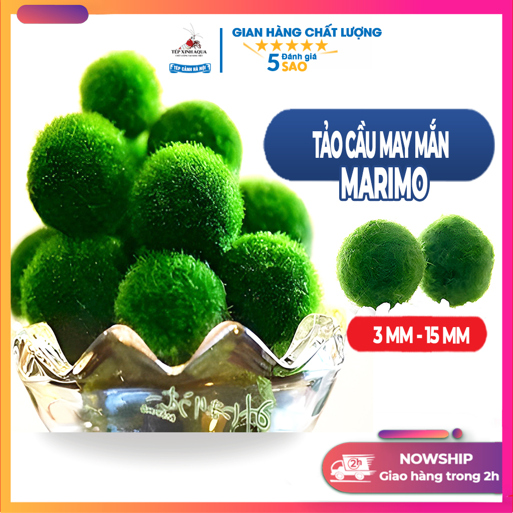 Tảo cầu marimo - Tảo cầu may mắn - Bóng rong biển - Trang trí bể thủy sinh Bể tép cảnh Tép xinh ...