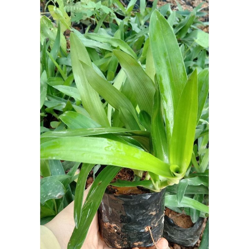 10 bầu Cây bao tử/ cây Linh chi thảo | Shopee Việt Nam