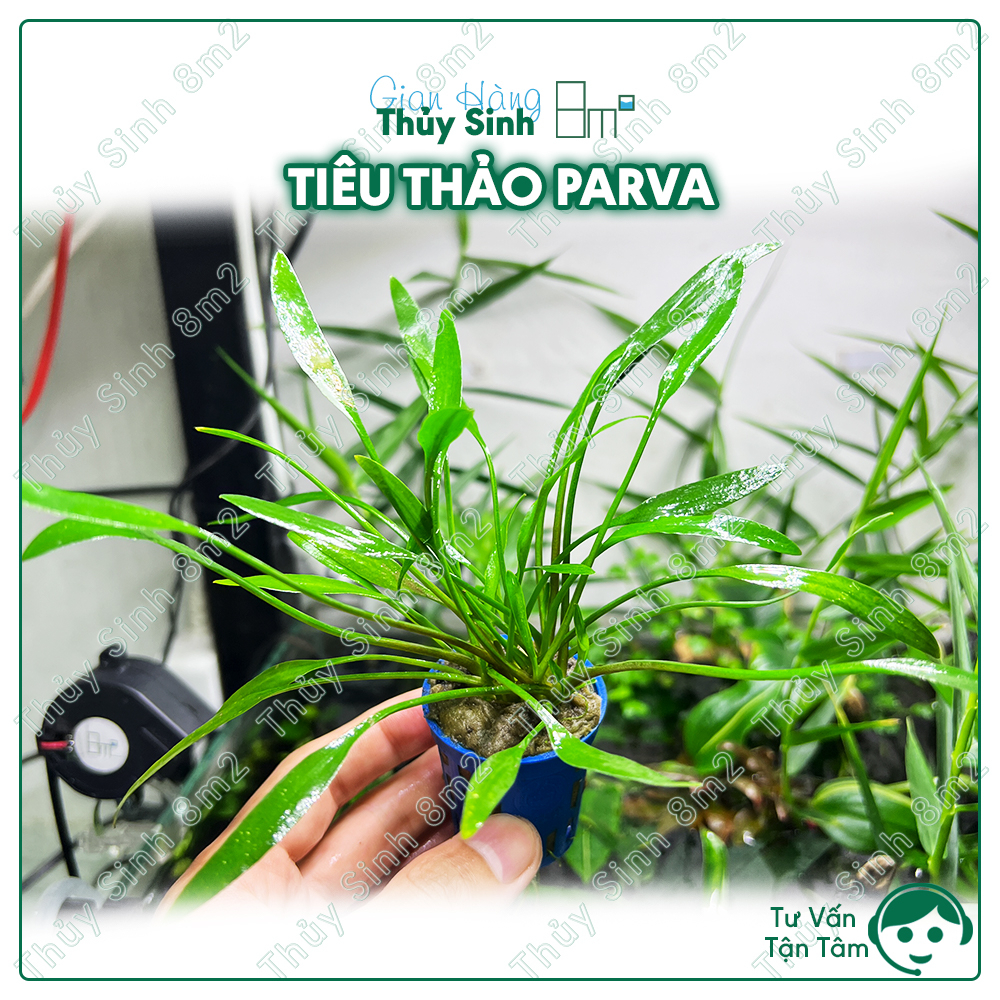 Tiêu Thảo Parva (Tiêu Thảo Mũi Tên) | Cây Thủy Sinh Cắm Nền | 8m2 ...
