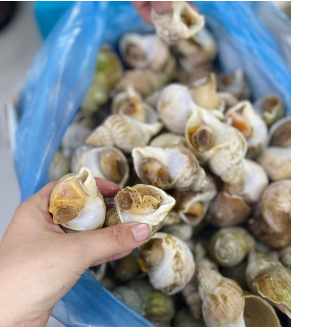 HOẢ TỐC - ỐC BULOT 1KG ERRIGAL BAY | Shopee Việt Nam