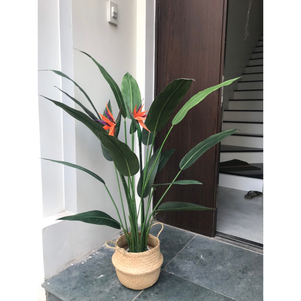Cây thiên điểu giả 1m1 | Shopee Việt Nam
