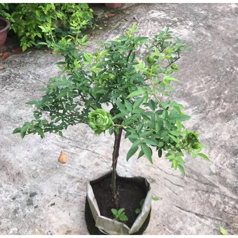 hồng xanh dáng tree cao 80-mét | Shopee Việt Nam