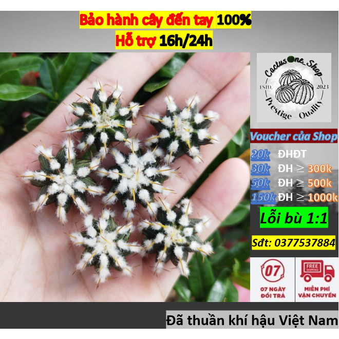 Chồi xương rồng gym Vos014a CACTUSONE_SHOP ưu tiên để tháp kích thướt 2 ...