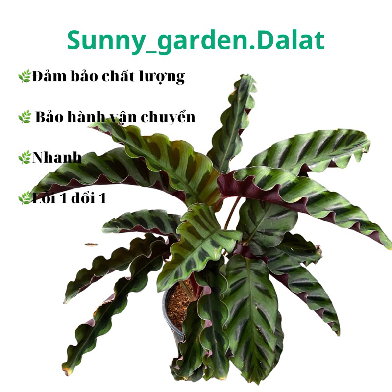 Chậu cứng calathea Gandersii - Đuôi công mới | Shopee Việt Nam