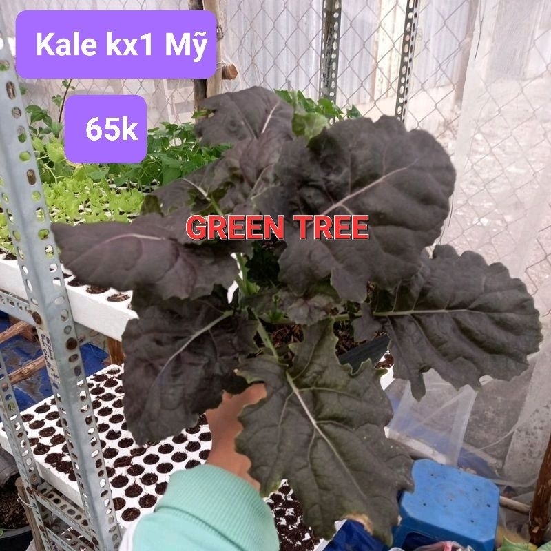 Cây giống cải kale tree vate đỏ, kx1 Mỹ, xoăn xanh(size lớn) | Shopee ...