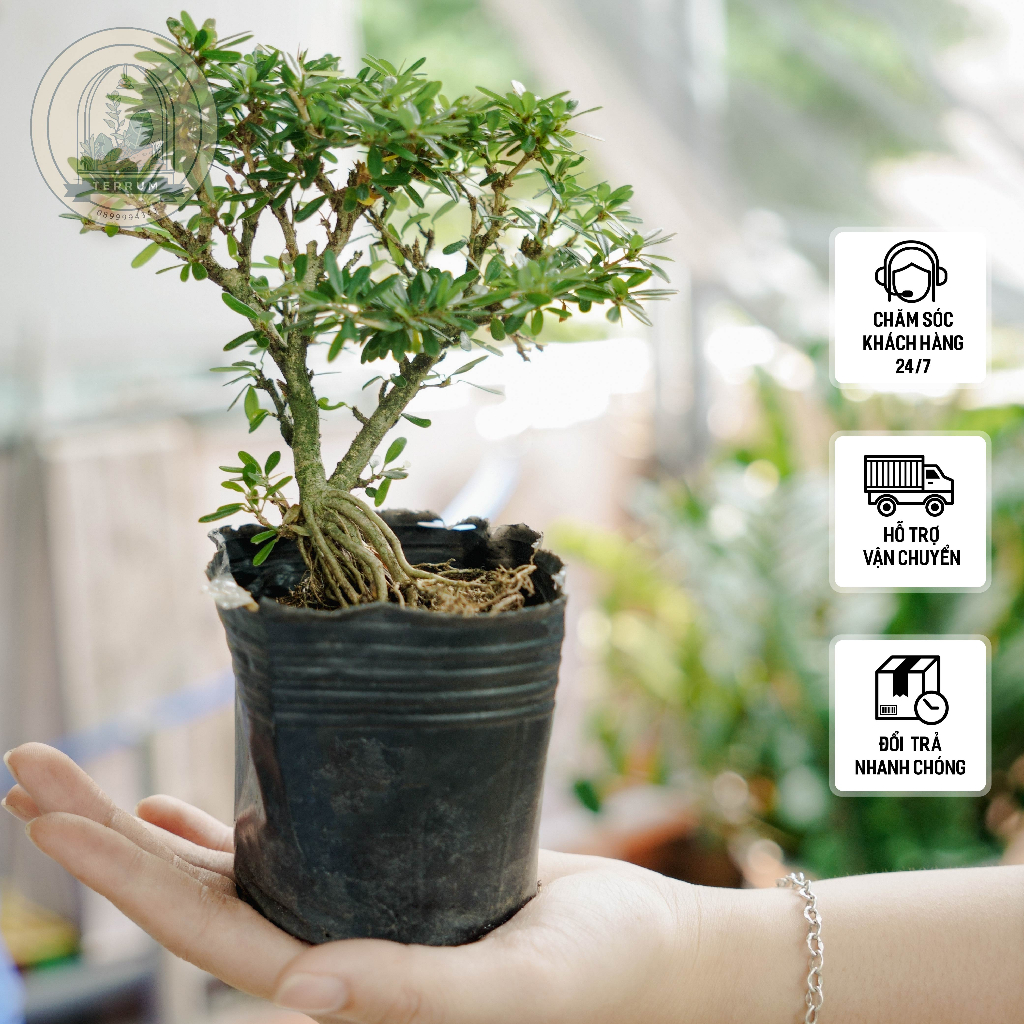 Linh Sam 86, Bonsai Linh Sam Để Bàn Rễ Khỏe, Bonsai Làm Tiểu Cảnh, Bán ...