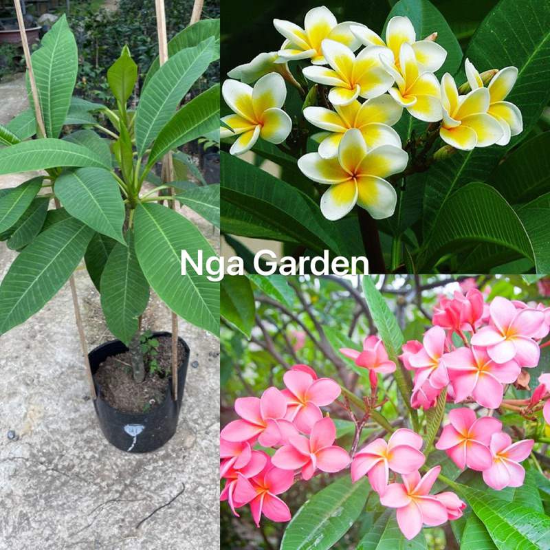 Cây hoa đại sứ hoa đại hoa thơm | Shopee Việt Nam