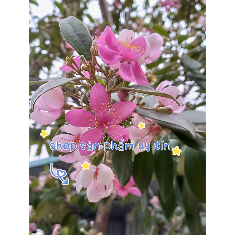cây hoa sim nếp rừng( cây ngẫu nhiên bầu nặng) | Shopee Việt Nam