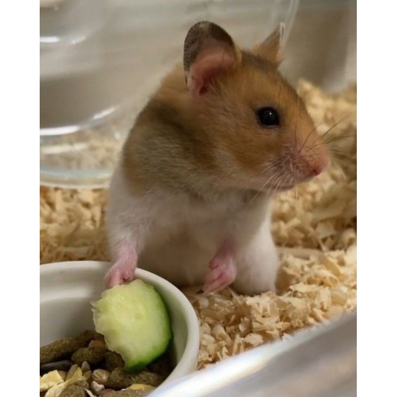 Hamster Best Grill Buffet L'angfarm Buffet's | Shopee Việt Nam