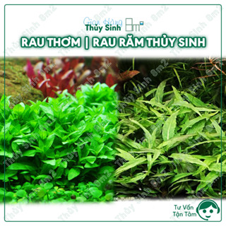 Cây Rau Răm, Cây Rau Thơm Thủy Sinh Tiền Cảnh, Cắt Cắm | 8m2 | Shopee ...