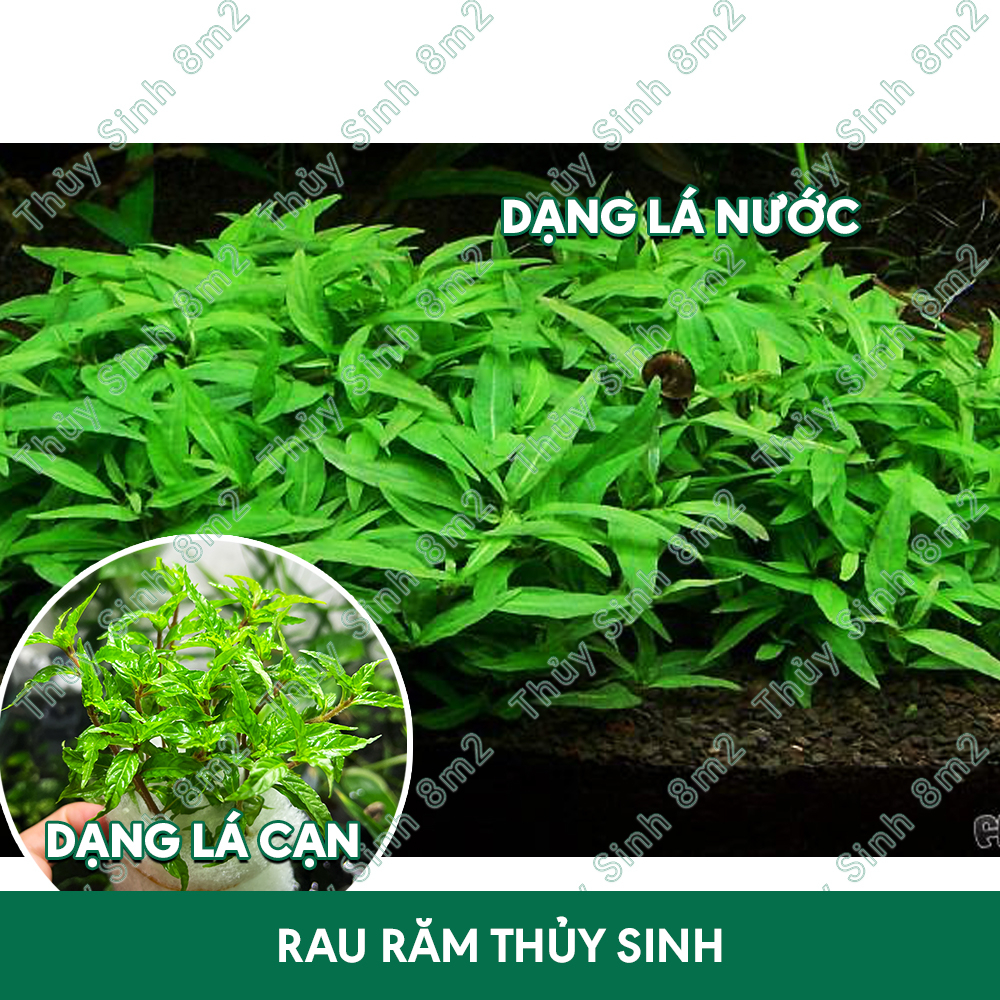 Cây Rau Răm, Cây Rau Thơm Thủy Sinh Tiền Cảnh, Cắt Cắm | 8m2 | Shopee ...