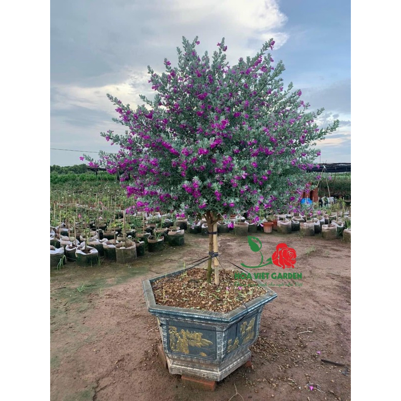 Cây Tuyết sơn phi hồ lá bạc cao 1m3-1m4 dáng tree | Shopee Việt Nam