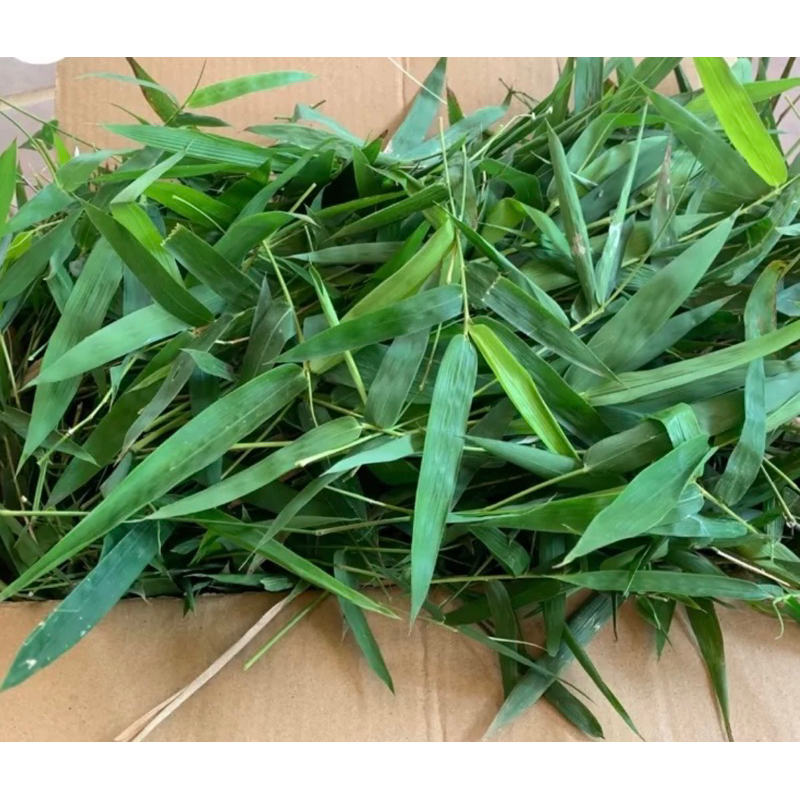 Lá tre tươi ( tre gai), khách đặt mới hái | Shopee Việt Nam