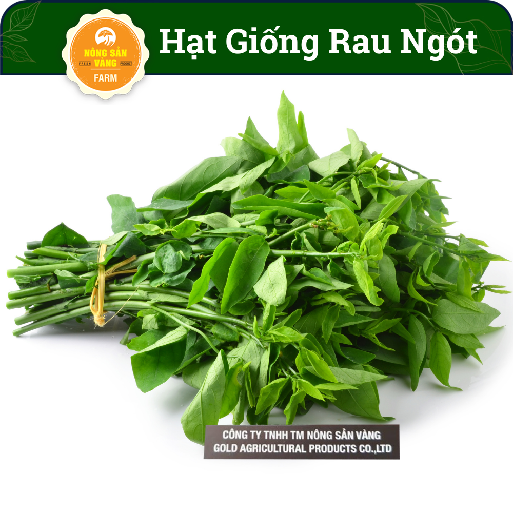 Hạt giống Cây Bồ Ngót( Rau Ngót) Dễ Trồng, Dễ Chăm Sóc, Thanh Nhiệt ...