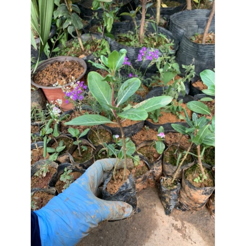 cây hoa dừa cạn - dừa cạn (ảnh thật 100%) | Shopee Việt Nam