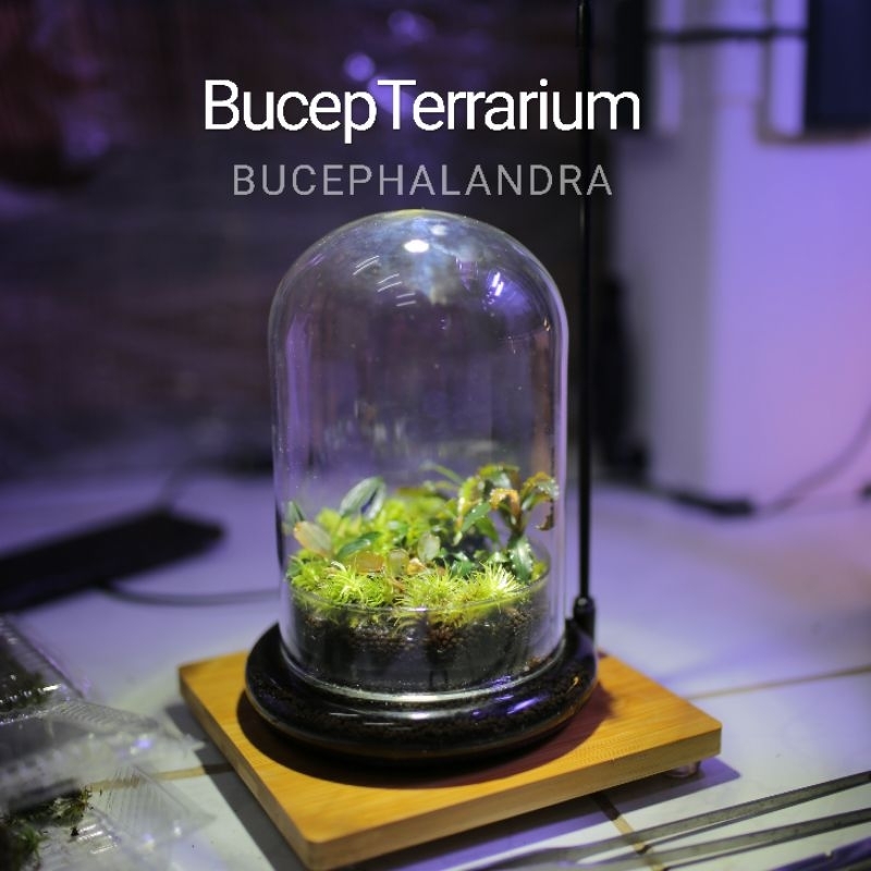 Bucep terrarium | Hàng ngọn | lá thuần cạn | Cây lá cạn | thuần khí hậu ...