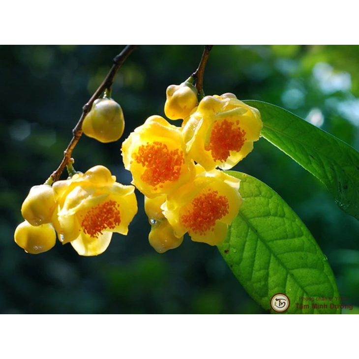 [Cây dược liệu] Cây giống trà (chè) hoa vàng - Trang Flowers | Shopee ...
