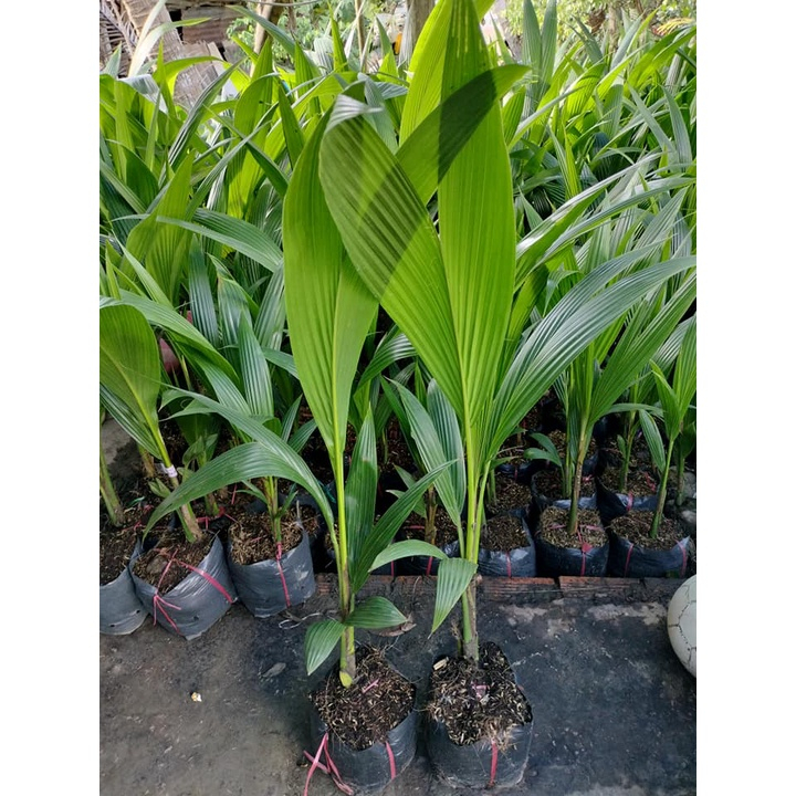 CÂY DỪA DỨA LÙN (DỪA XIÊM THƠM THÁI LAN)(caygiongbazanxanh) | Shopee ...